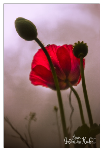 Floral Focus | Quirky By Design | Hertfordshire