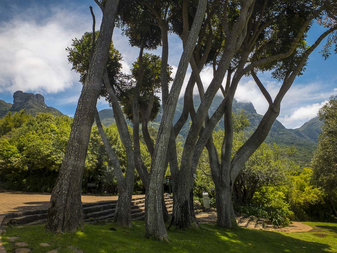 Wonky Trees - Quirky By Design